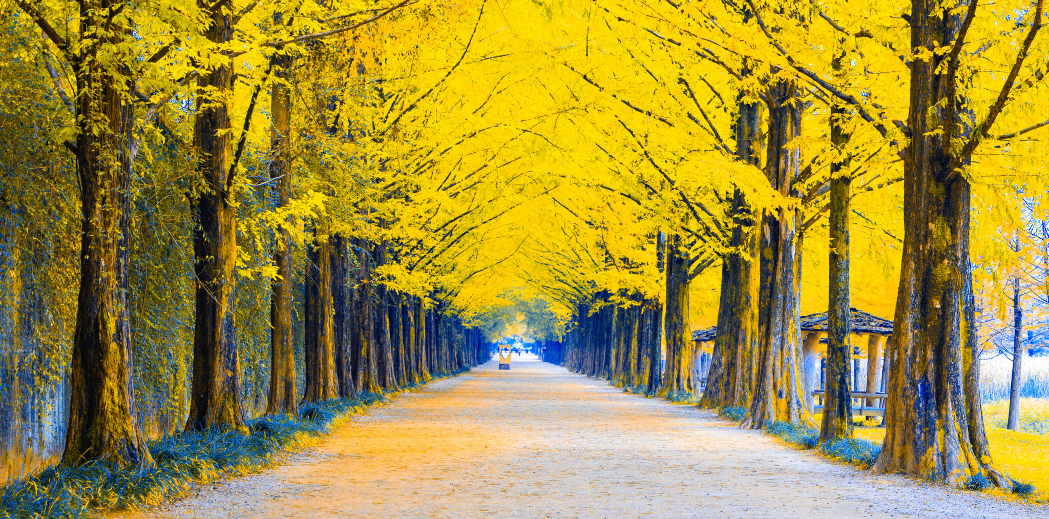 Tour: South Korea: Seoul: Nami Island & Garden of Morning Calm Tour ...